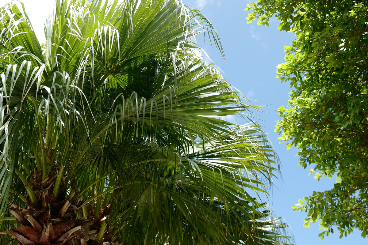 my panda online shop | NEWS